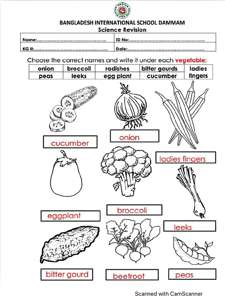 Science Revision Worksheet’s Solutions | PDF