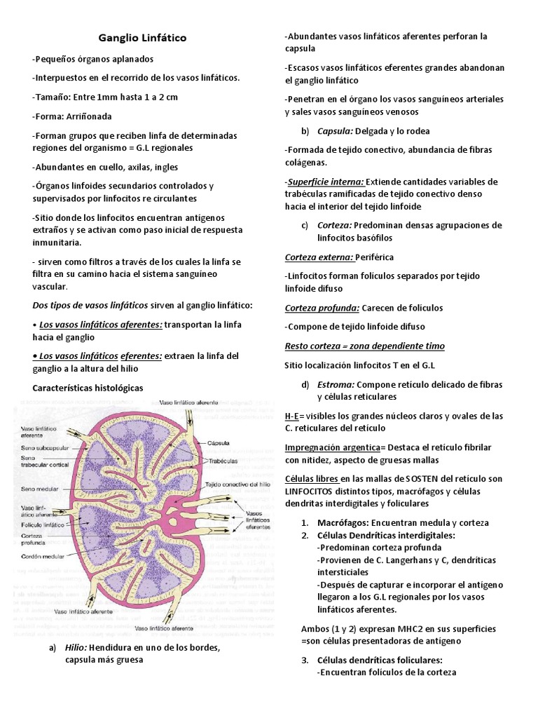 Estructura y Función del Ganglio Linfático | PDF | Ganglio linfático ...