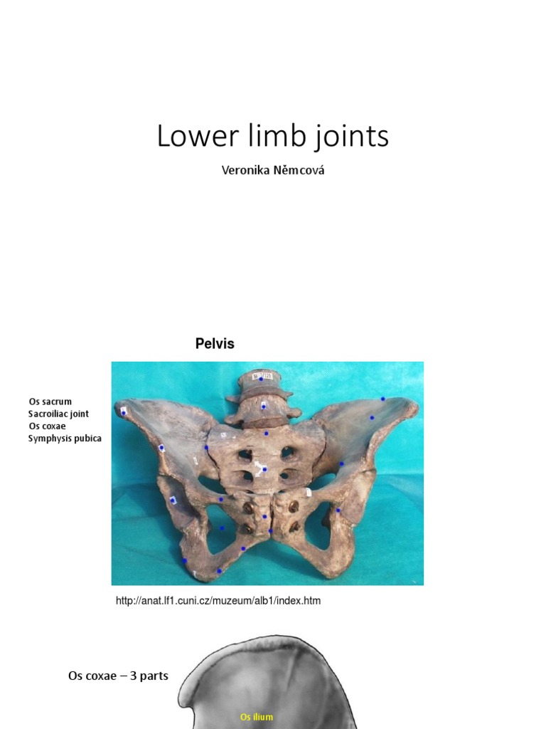 Joints of The Lower Limb | PDF | Knee | Foot