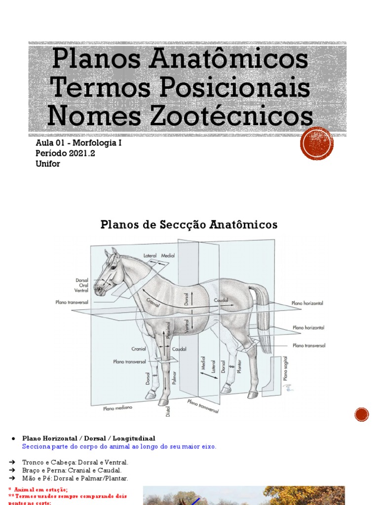 GED 01 - Planos Anatômicos, Termos Posicionais, Nomes Zootécnicos | PDF ...