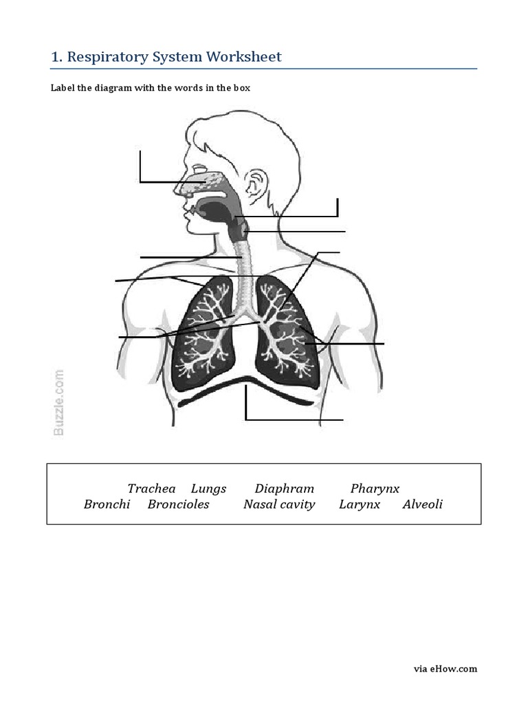 Respiratory System Worksheet | PDF | Science & Mathematics