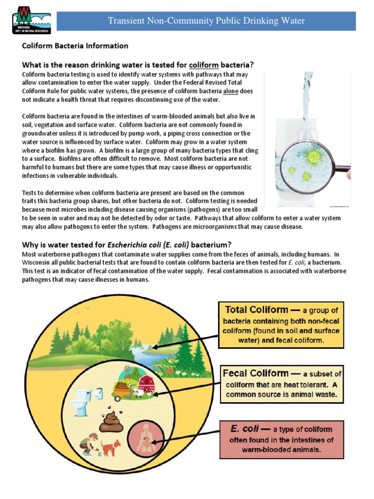 Coliform Bacteria | PDF | Escherichia Coli | Bacteria