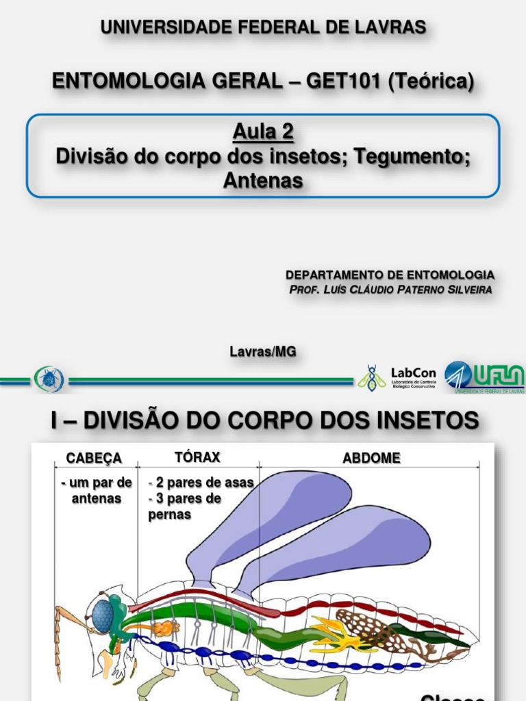 Morfologia e Funções dos Insetos | PDF | Insetos | Zoologia