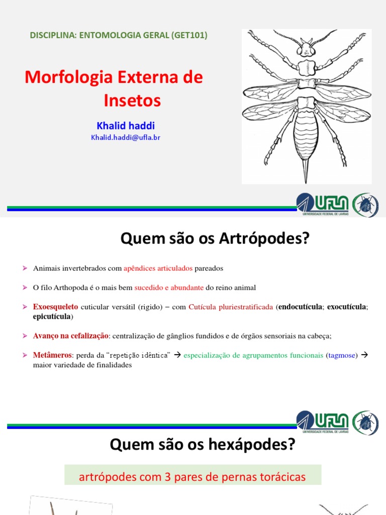 Morfologia Externa dos Insetos | PDF | Insetos | Artrópodes
