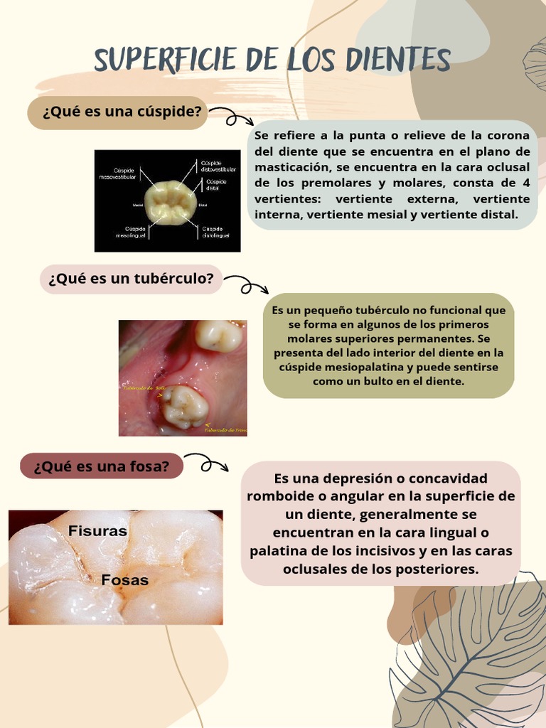 ¿Qué Es Una Cúspide | PDF