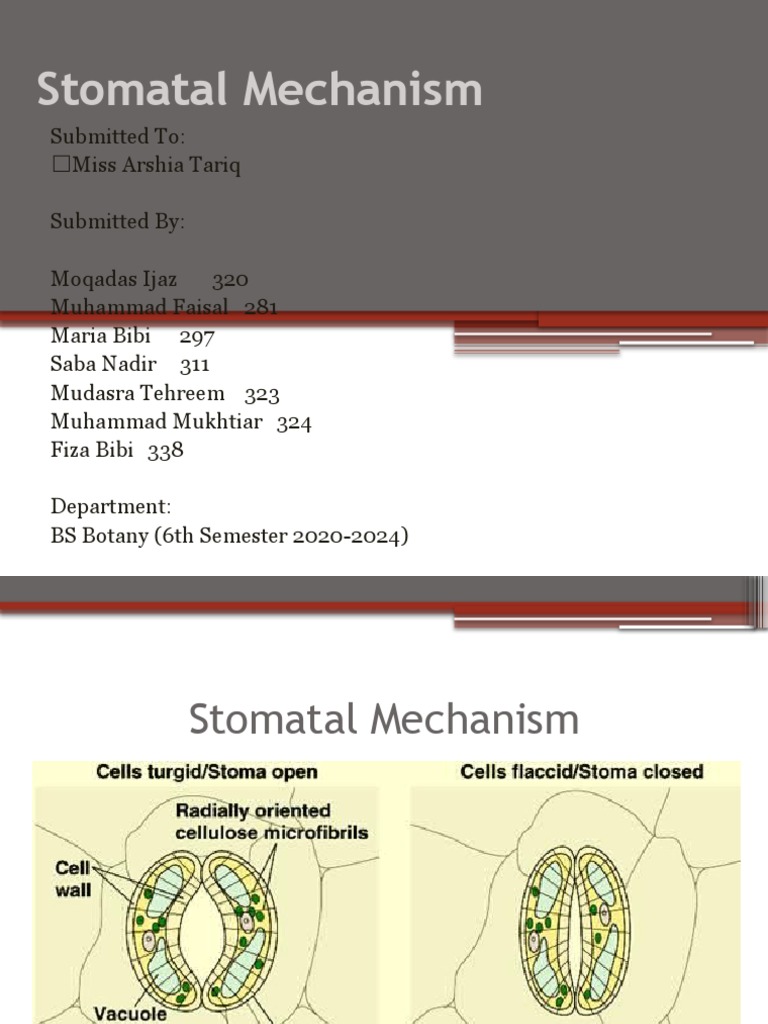 Stomatal Mechanism Explained | PDF | Stoma | Humidity