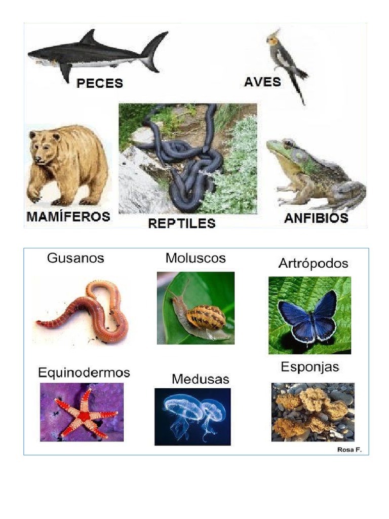 Animales Vertebrados e Invertebrados | PDF