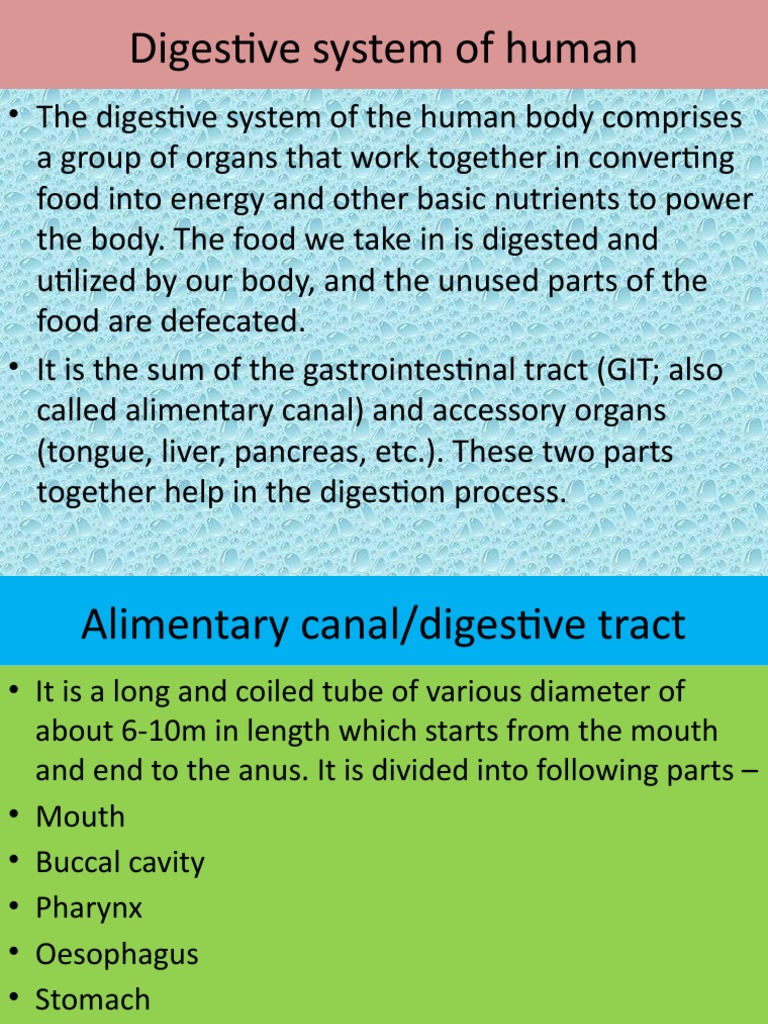 Digestive-system-of-human(Biology) | PDF | Digestion | Stomach