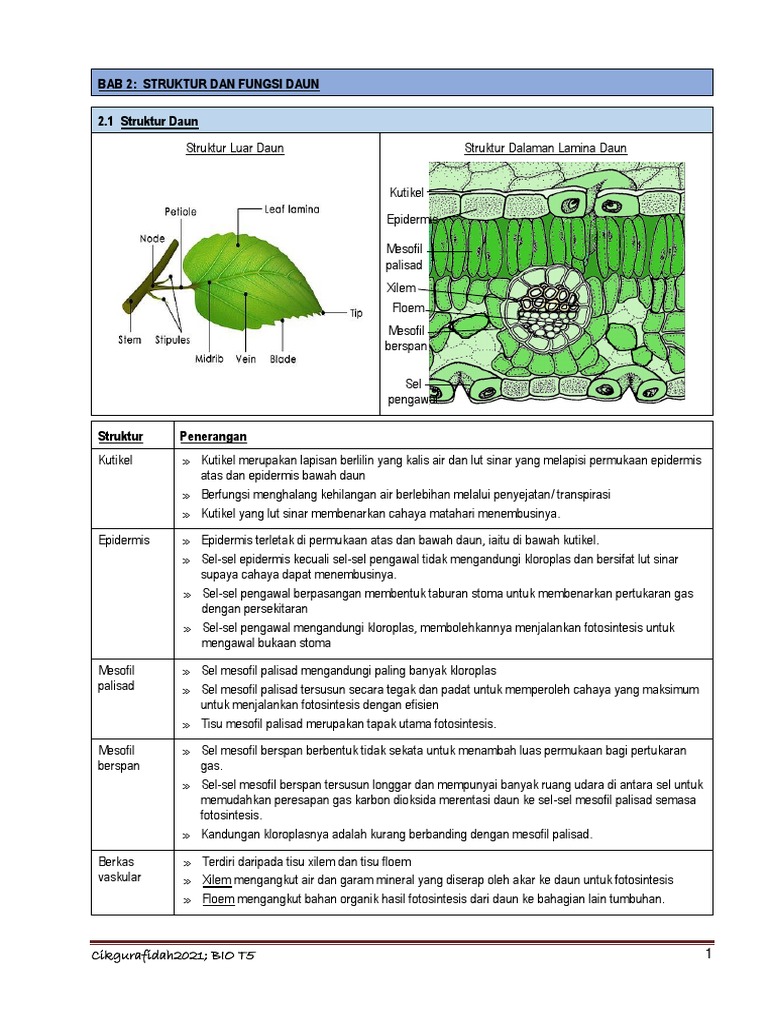 2.T5.B2. Struktur Daun Dan Fungsi | PDF