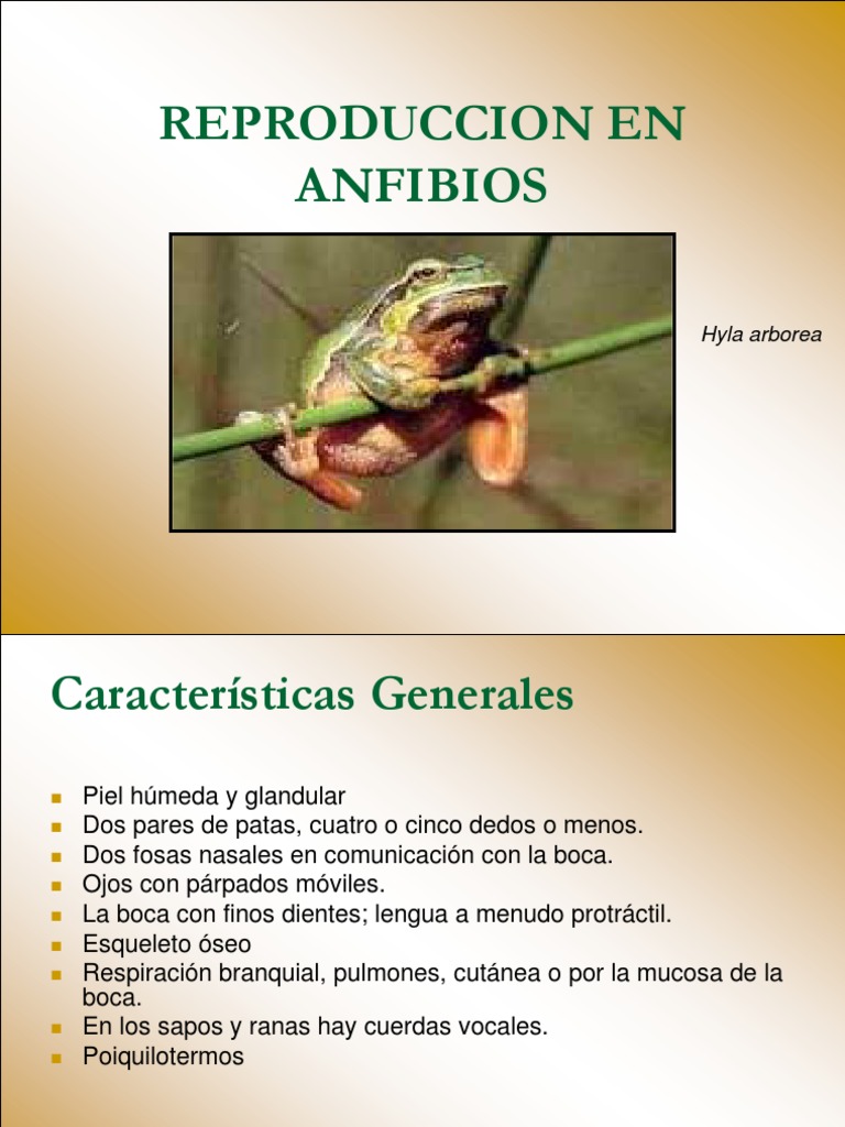 Reproducción y Desarrollo en Anfibios | PDF | Anfibio | Rana