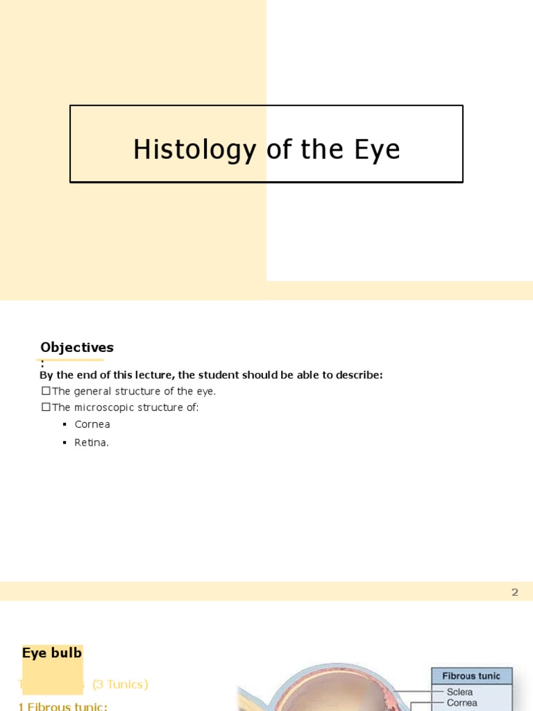 2 - Histology of The Eye | PDF | Cornea | Neuron