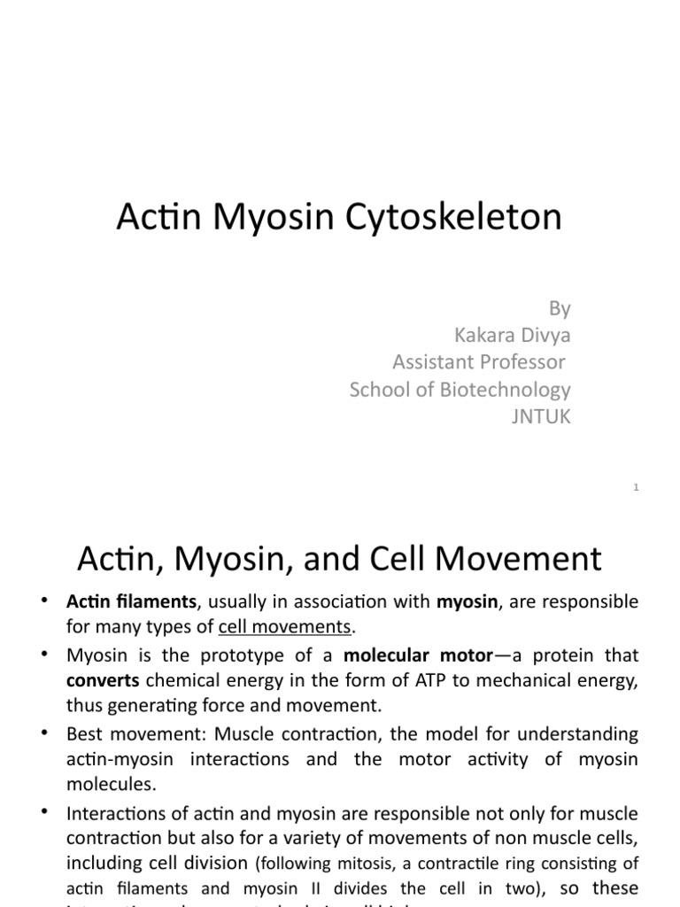 Actin-Myosin Dynamics in Muscle Contraction | PDF | Muscle Contraction ...