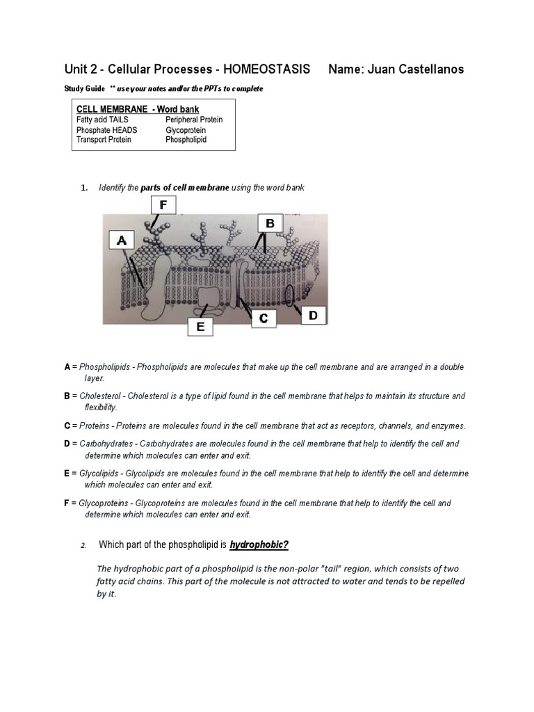 U2 - Study Guide | PDF | Osmosis | Cell Membrane