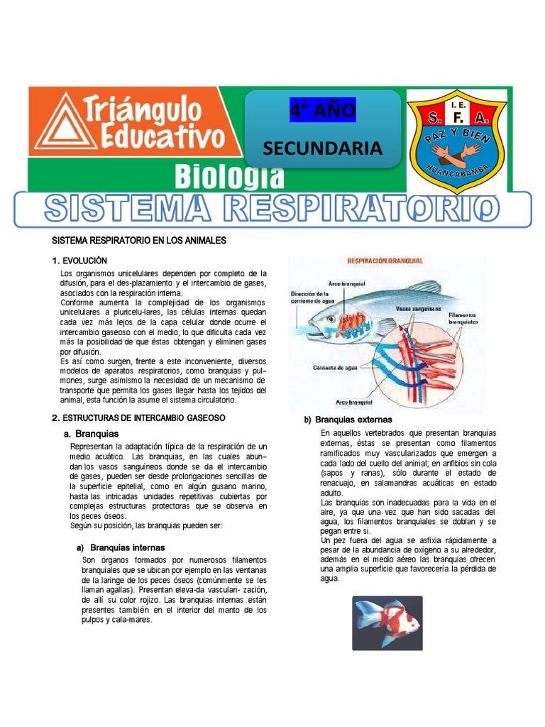 Sistema Respiratorio en Los Animales | PDF | Pulmón | Branquia
