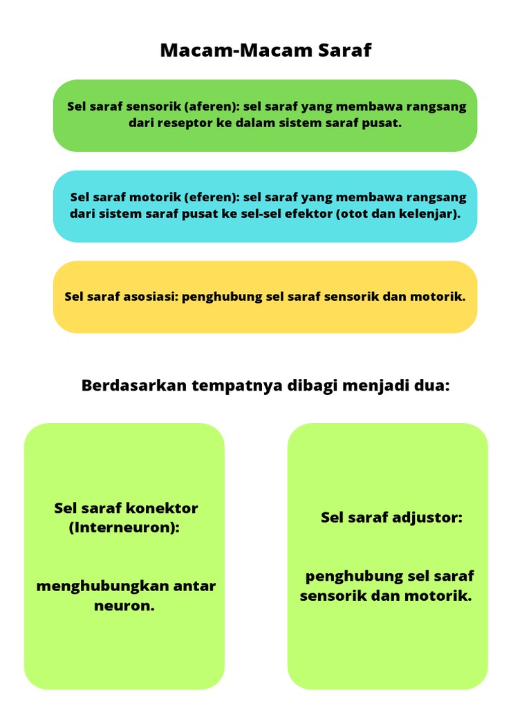 Macam-Macam Sel Saraf dan Fungsinya | PDF