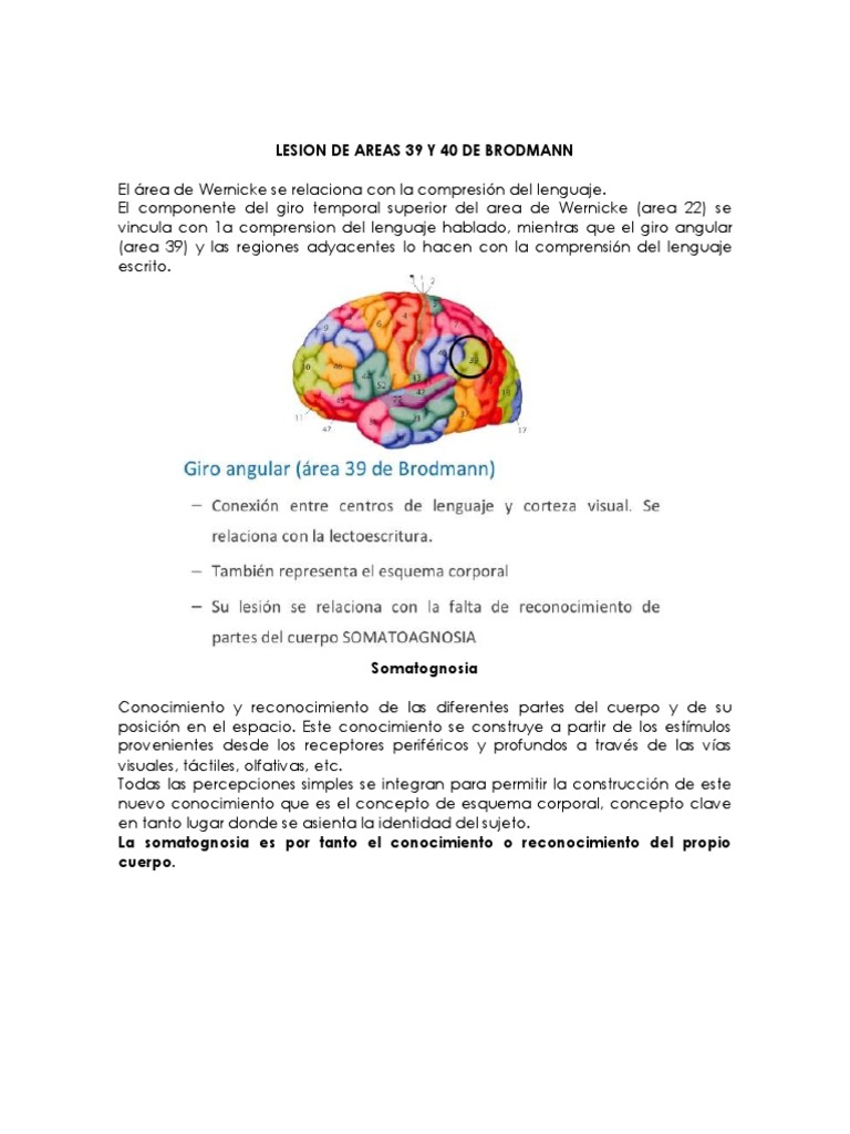 Lesion de Areas 39 y 40 de Brodmann | PDF