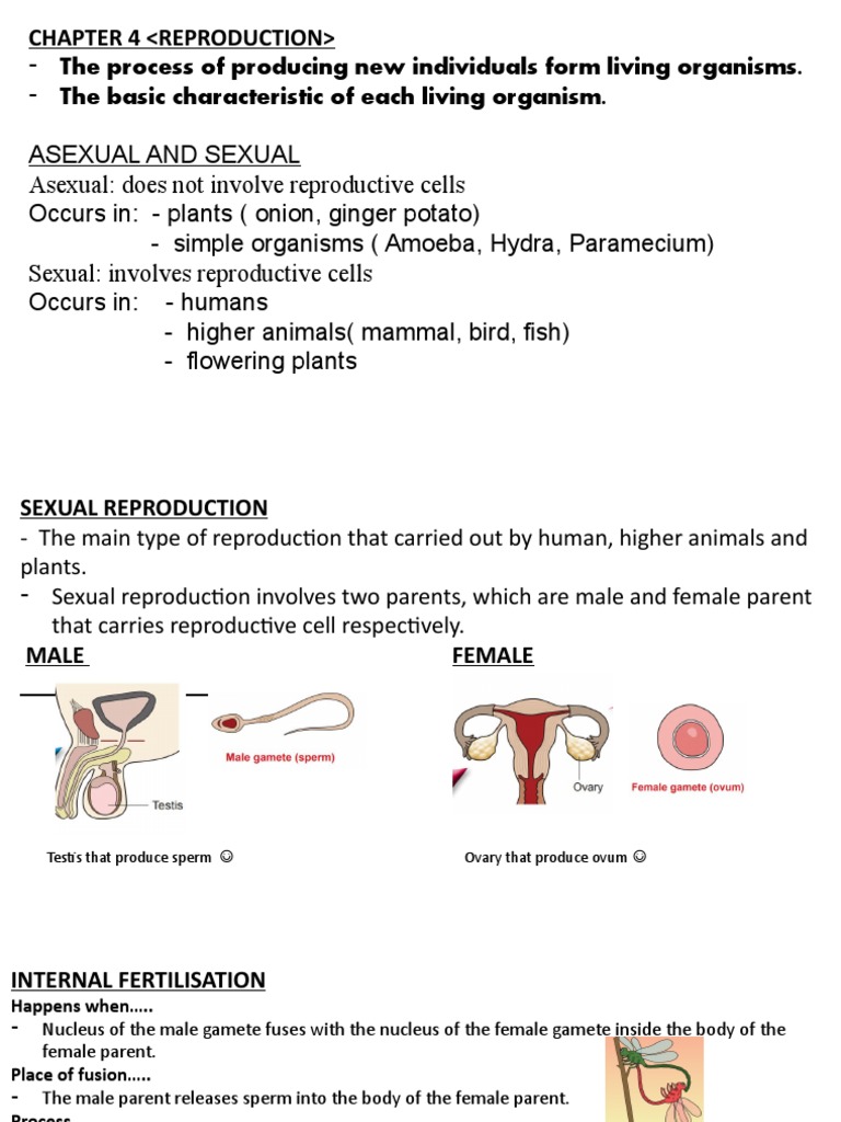 CHAPTER 3 - Reproduction (Science Form 1) | PDF | Menstrual Cycle | Uterus