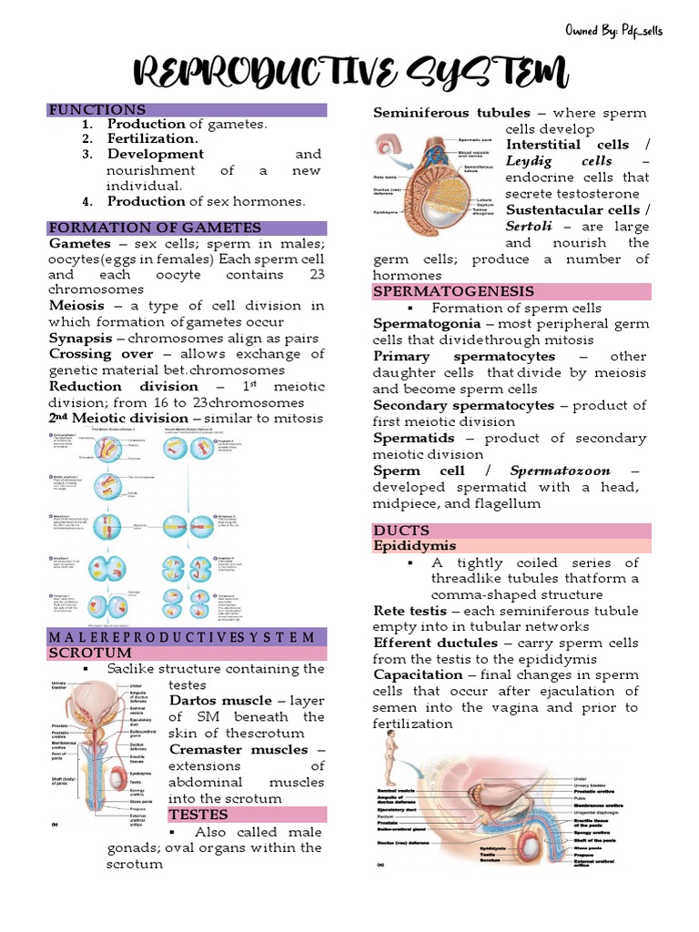 Reproductive System | PDF | Testicle | Menstrual Cycle
