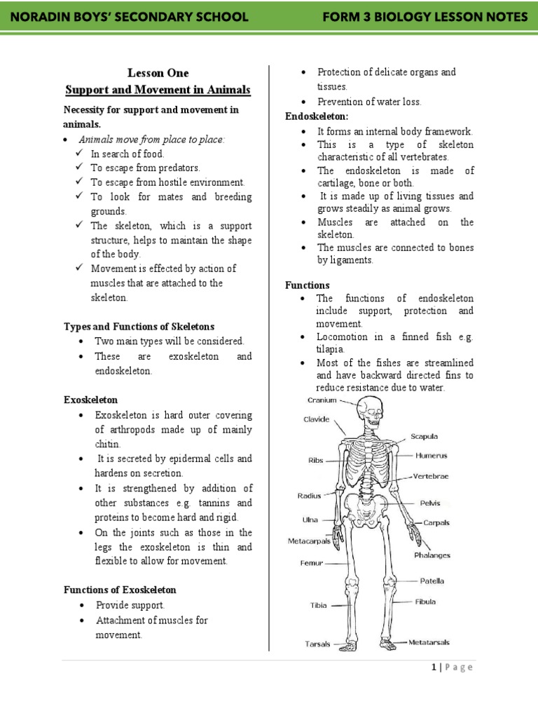 Human Skeleton F3 Noradin | PDF | Vertebra | Skeleton