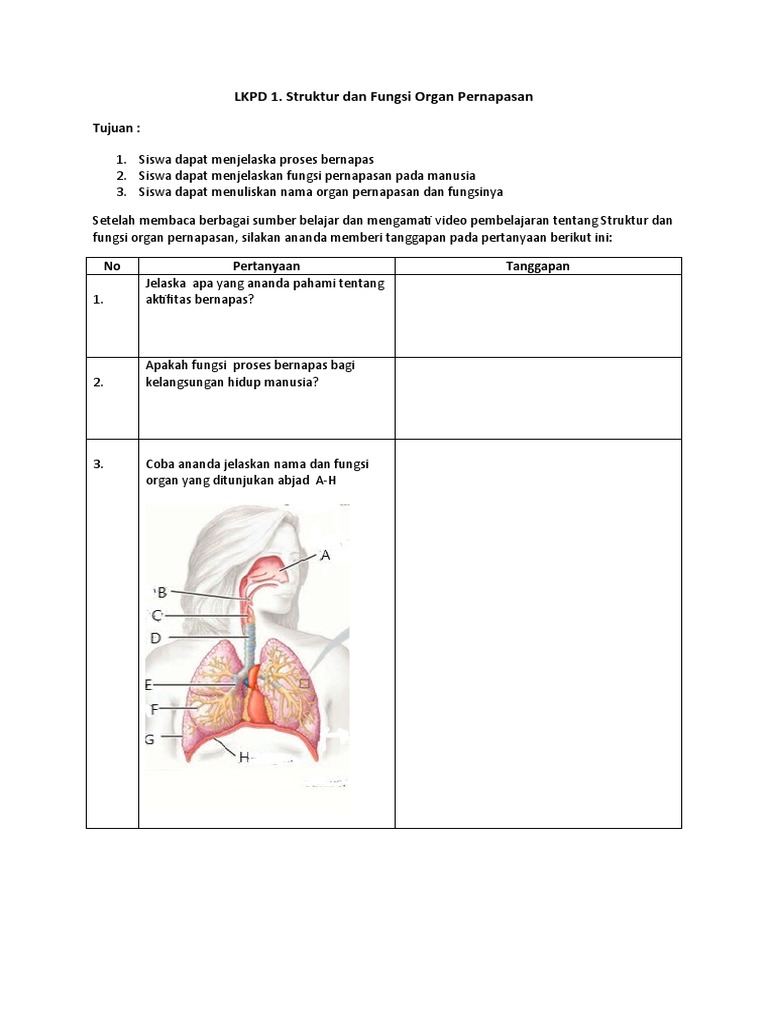 LKPD 1 Struktur Dan Fungsi Organ Pernapasan | PDF