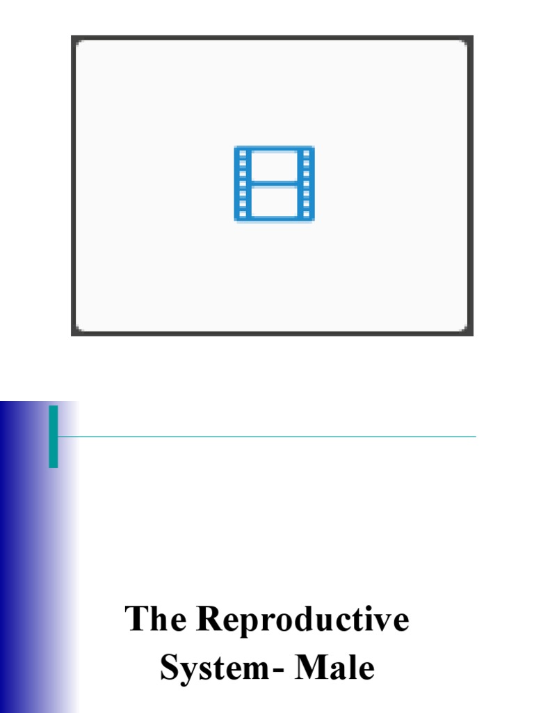BIO 282 Male Reproductive System - FINAL | PDF | Reproductive System ...