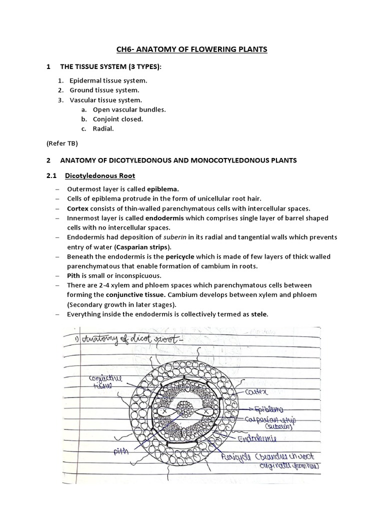 CH6- ANATOMY OF FLOWERING PLANTS_NOTES | PDF | Leaf | Tissue (Biology)