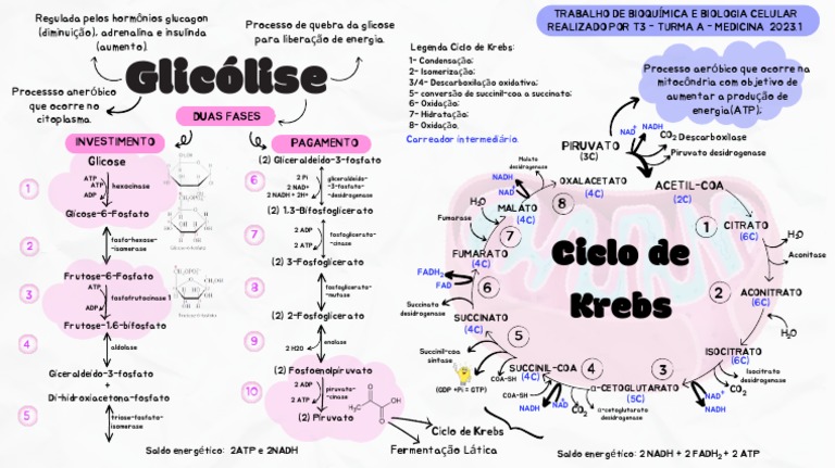 Glicólise e Ciclo de Krebs | PDF | Glicolise | Ciclo do ácido cítrico