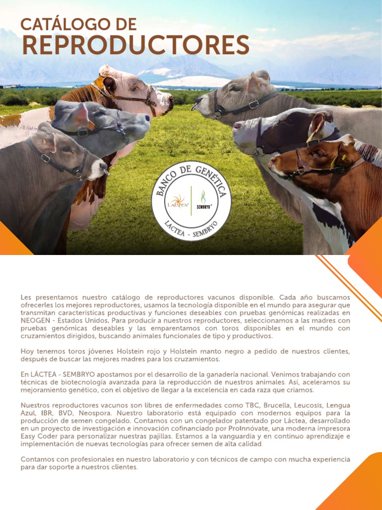 Catálogo de Reproductores Lecheros | PDF | Leche | Bovinos