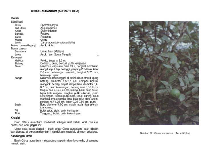 Botani: Citrus Aurantium (Aurantifolia) | PDF