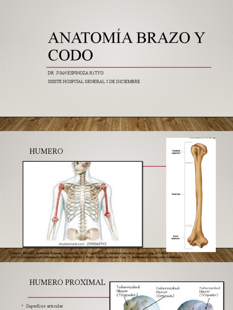 Anatomia Brazo y Codo (Autosaved) A | PDF | Codo | Sistema musculoesquelético