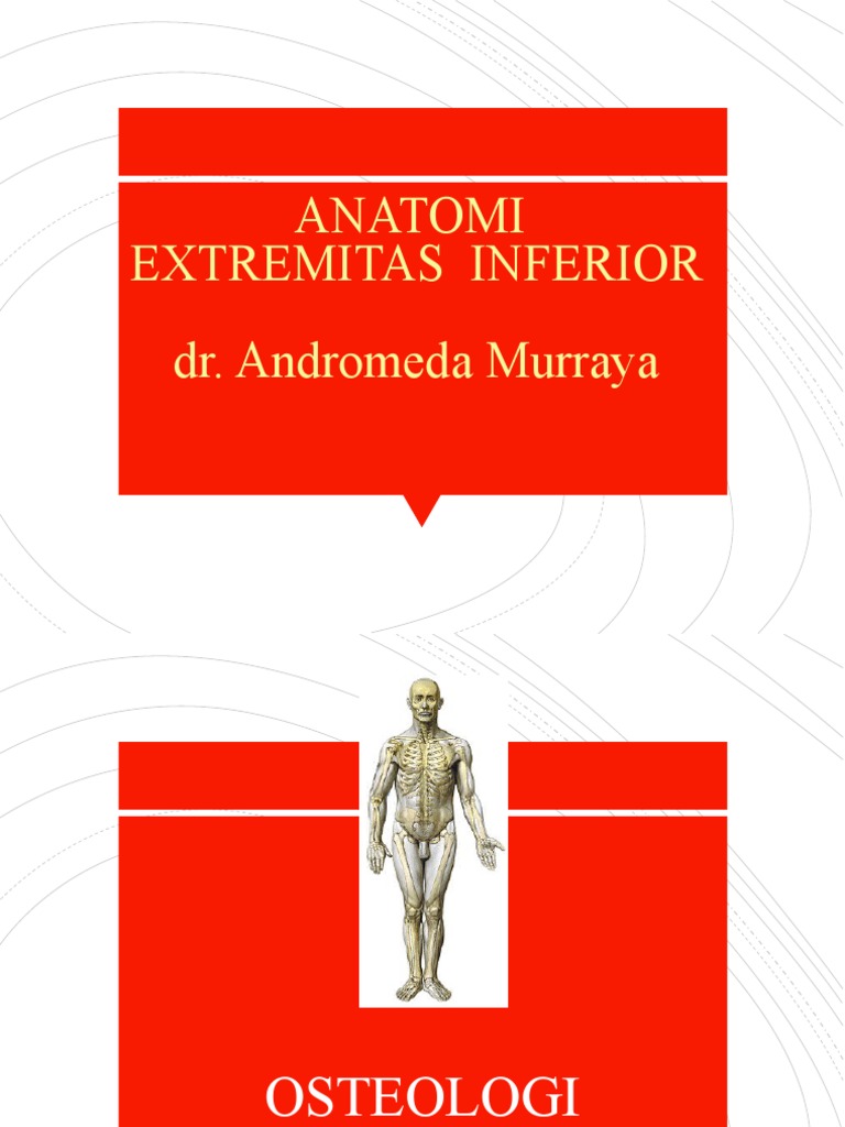 Extremitas Inferior | Download Free PDF | Human Leg | Lower Limb Anatomy