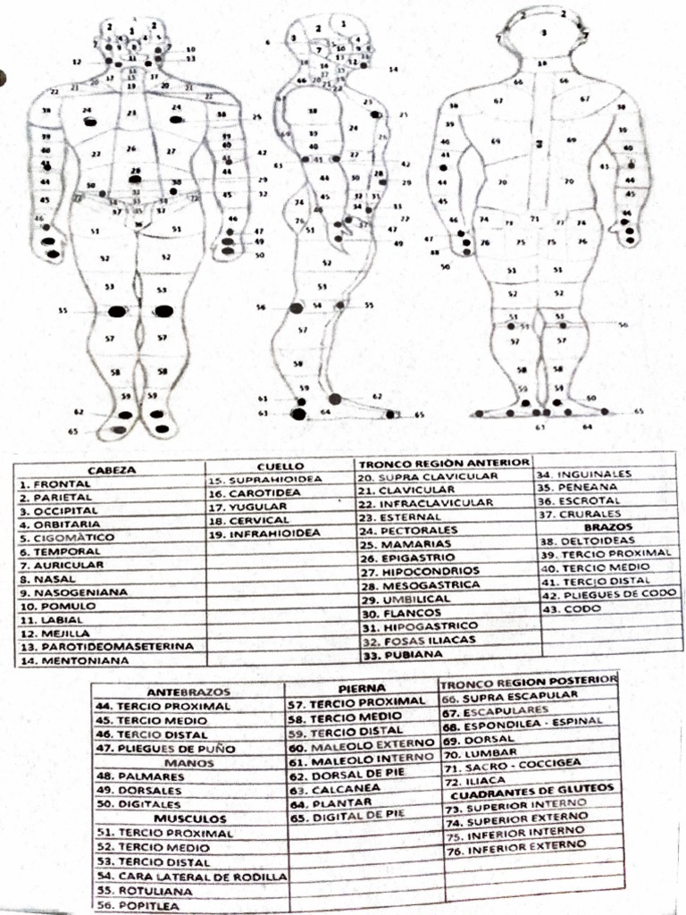 Regiones Anatómicas | Descargar gratis PDF | Extremidades (anatomía ...