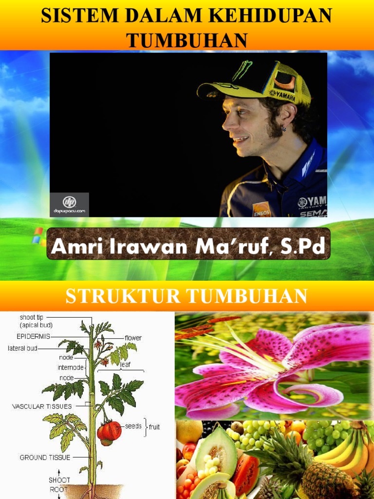 Sistem Dalam Kehidupan Tumbuhan | PDF | Griya & Taman | Kesehatan Holistik