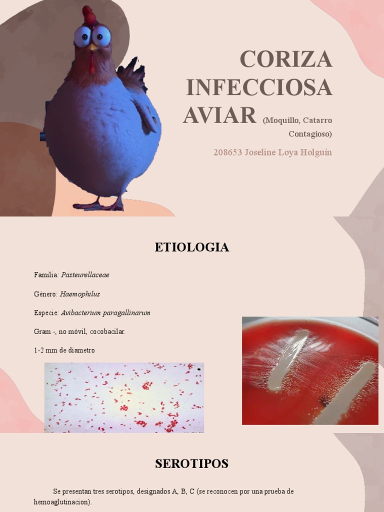 Coriza Infecciosa Aviar | PDF | Vacunas | Medicina CLINICA