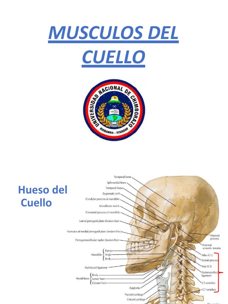 Anatomía de los Músculos del Cuello | PDF | Sistema esquelético ...