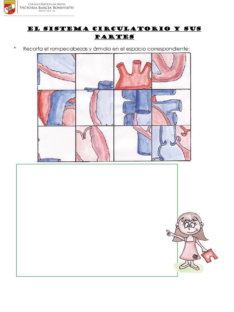 Ficha Del Sistema Circulatorio | PDF