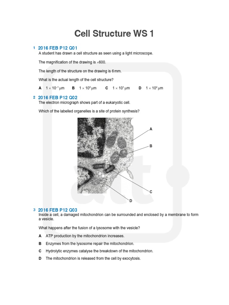 CellStructureWorksheet1watermark 230214 101313 Merged | PDF | Ribosome ...