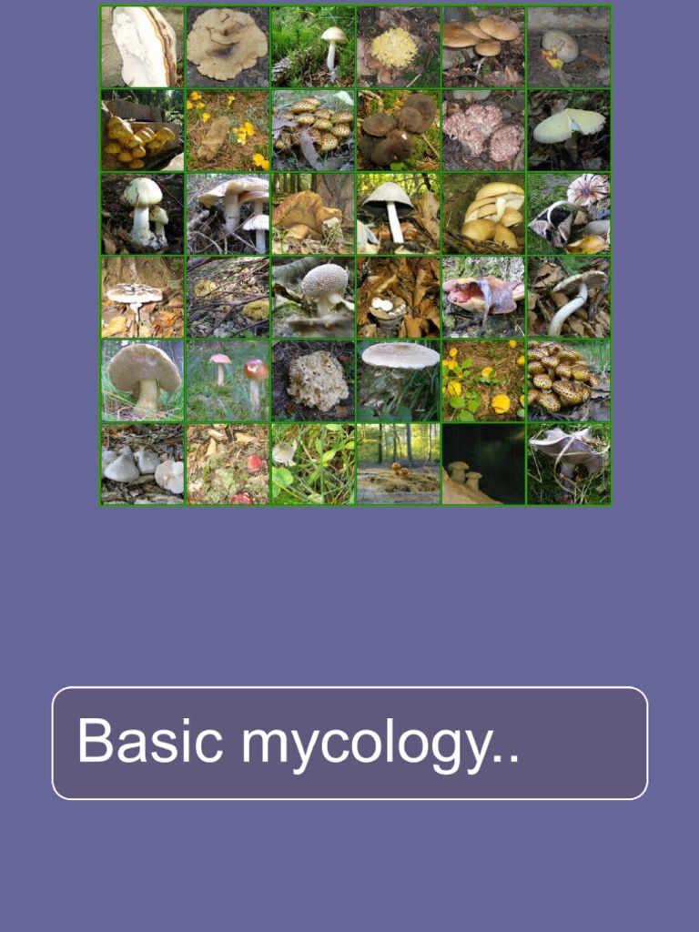 Basic Mycology | PDF | Fungus | Mycology