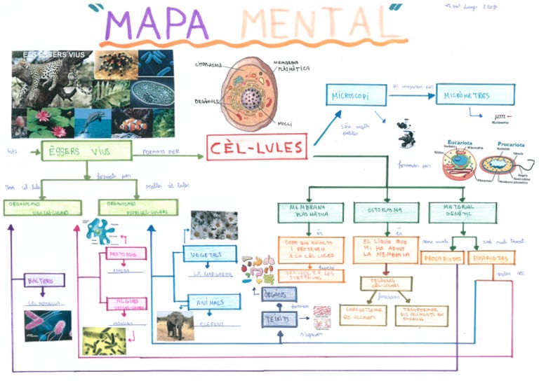 Mapa Mental Cel-Lules | PDF