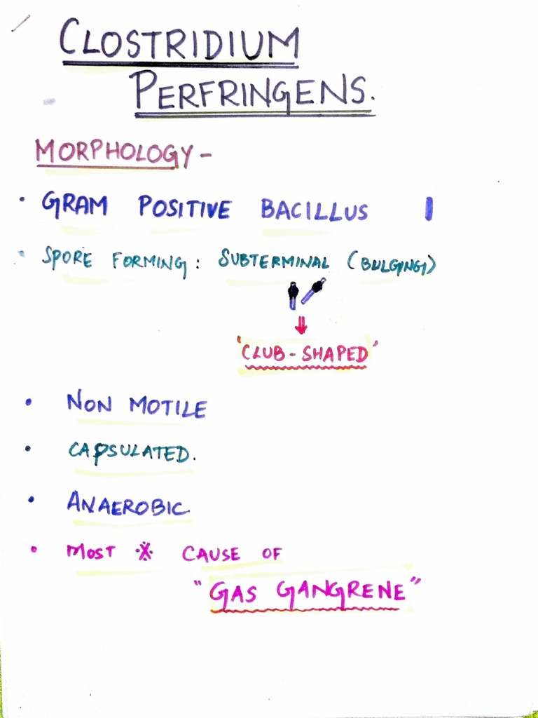 Clostridium Perfringens MT29 | PDF | Clinical Medicine | Health Sciences