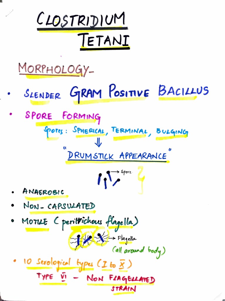 Clostridium Tetani Notes Pdf Diseases And Disorders Clinical Medicine