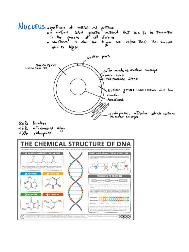 Nucleus Mitosis Meiosis | PDF | Meiosis | Mitosis