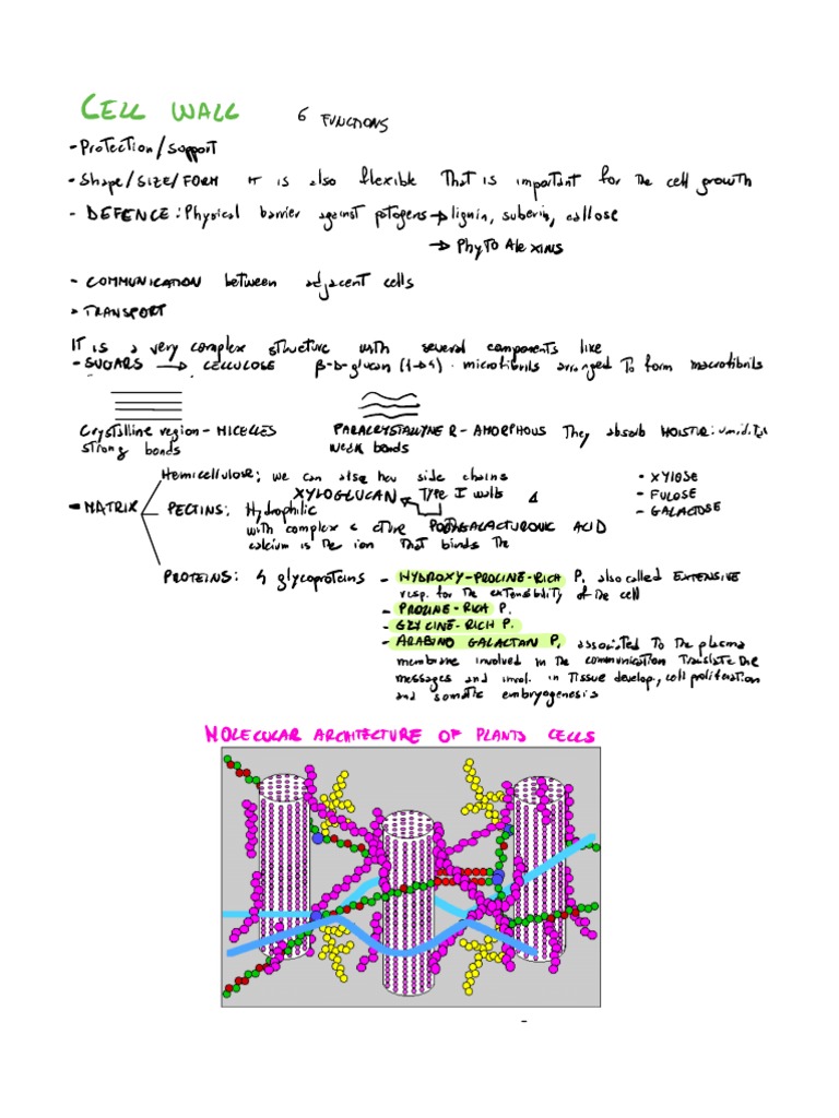 Cell Wall | PDF | Cell Wall | Lignin