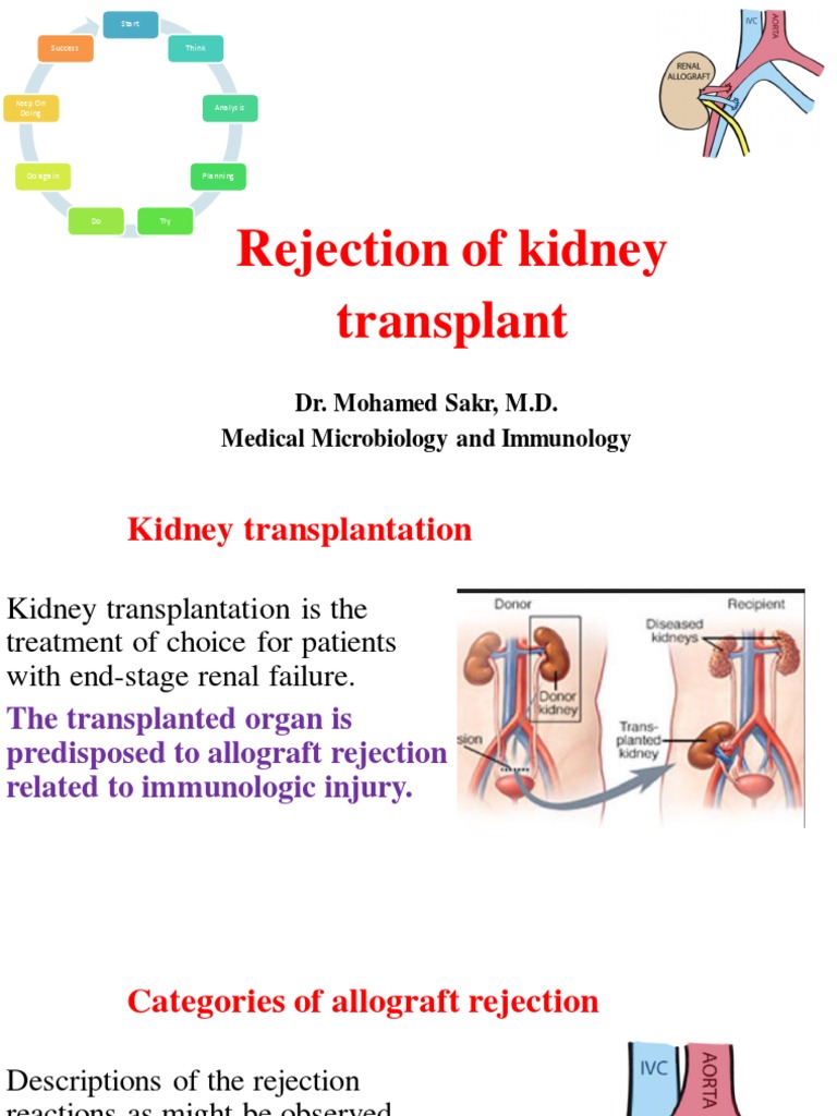 Allograft Kidney Rejection Mechanisms | PDF | Transplant Rejection | T ...