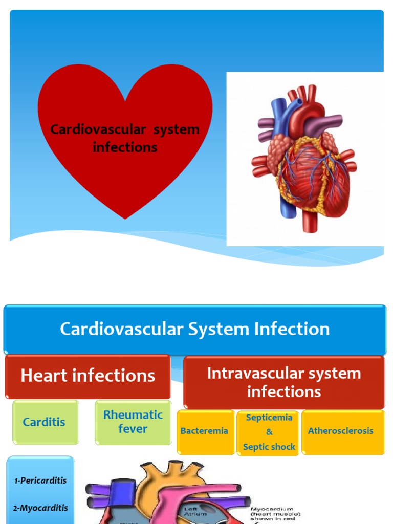 Micro - CVS Infections | Download Free PDF | Heart | Streptococcus
