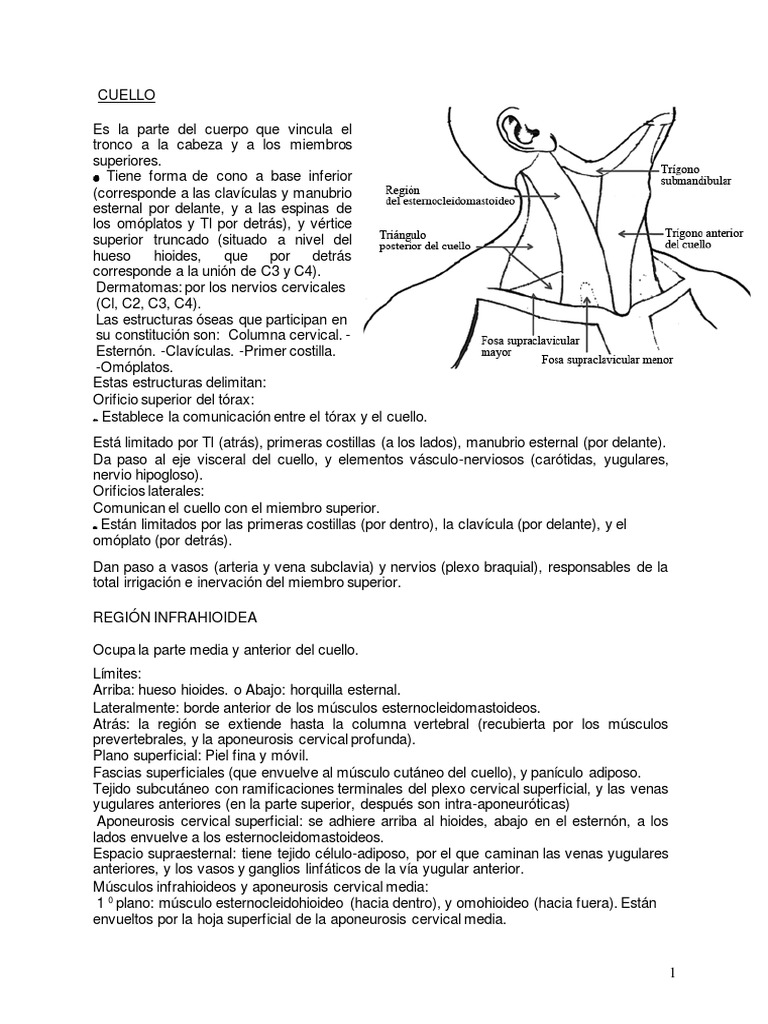 Anatomía del Cuello: Regiones y Estructuras | PDF | Anatomía humana ...