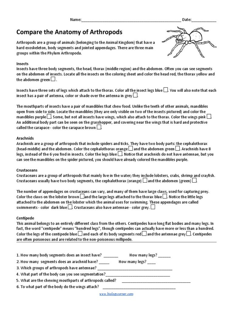 Arthropod Coloring | PDF | Insects | Crustacean