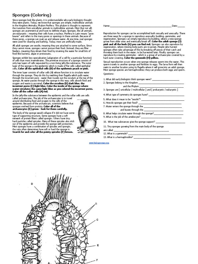 Sponge Coloring | PDF | Sponge | Cell (Biology)