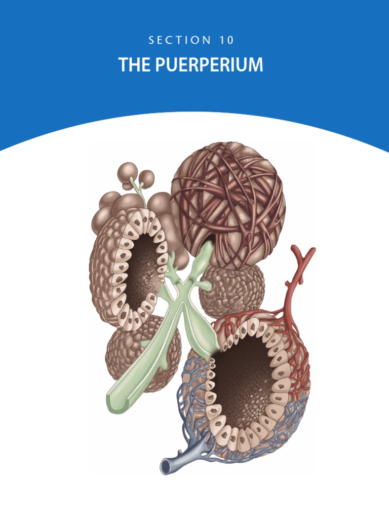 Puerperium | PDF | Childbirth | Breastfeeding