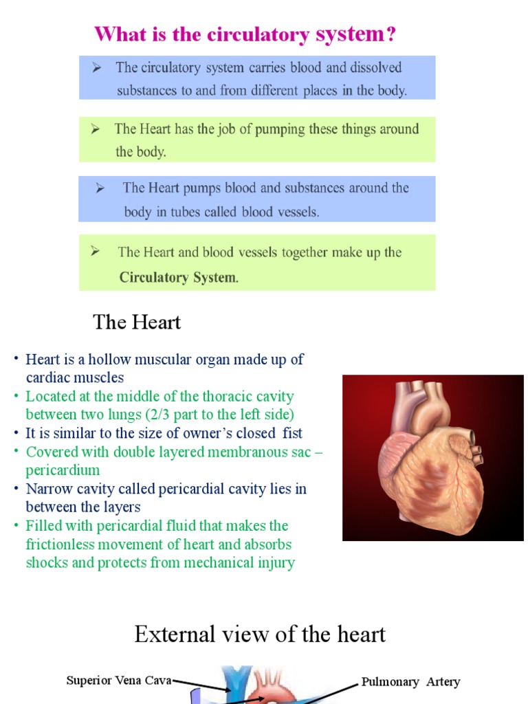 Overview of the Circulatory System | PDF | Heart | Atrium (Heart)